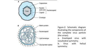 Introduction to virus | PPT