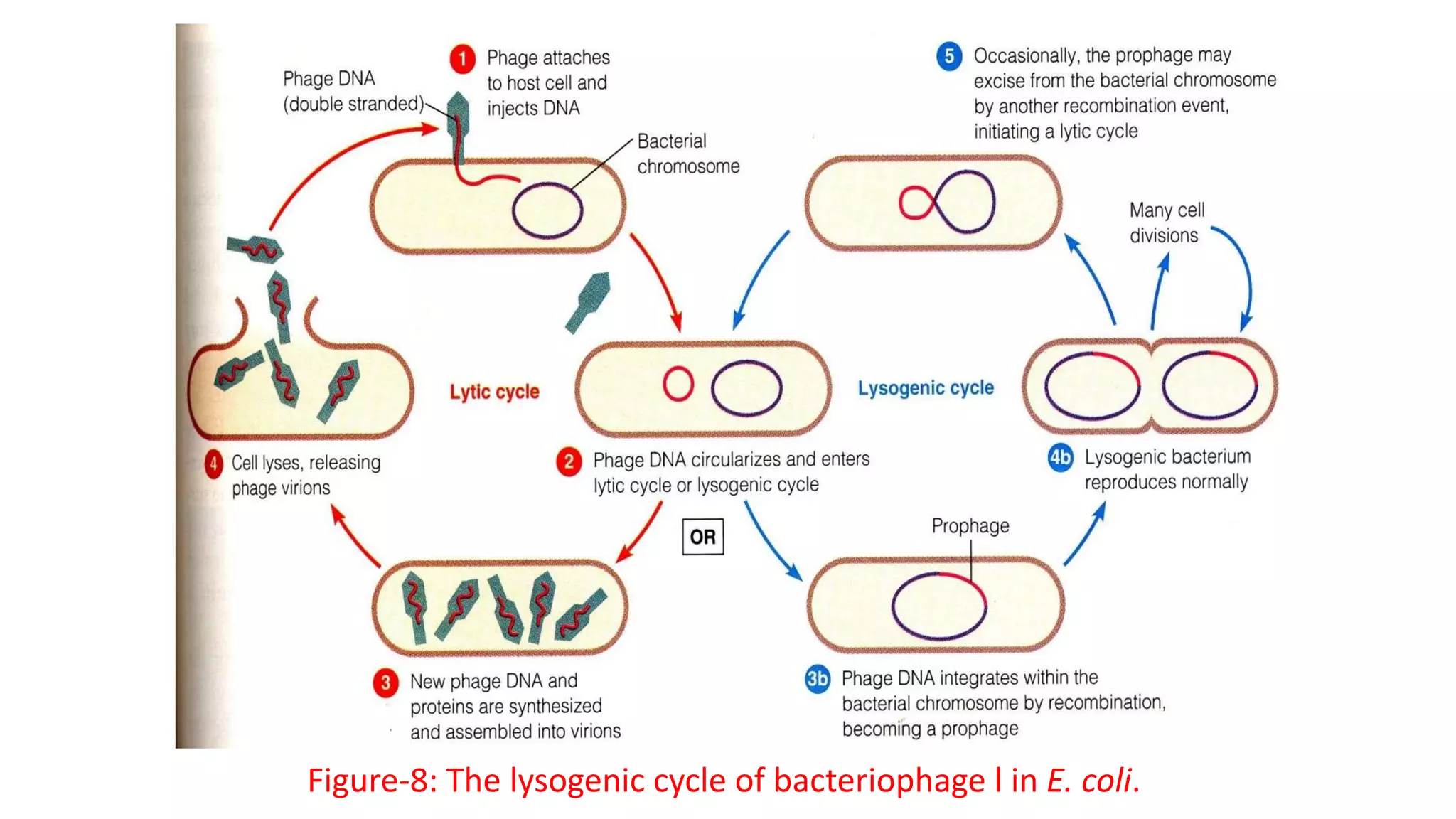 virus life cycle | PPT