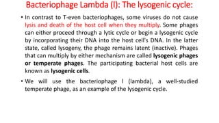 virus life cycle | PPT