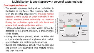 virus life cycle | PPT