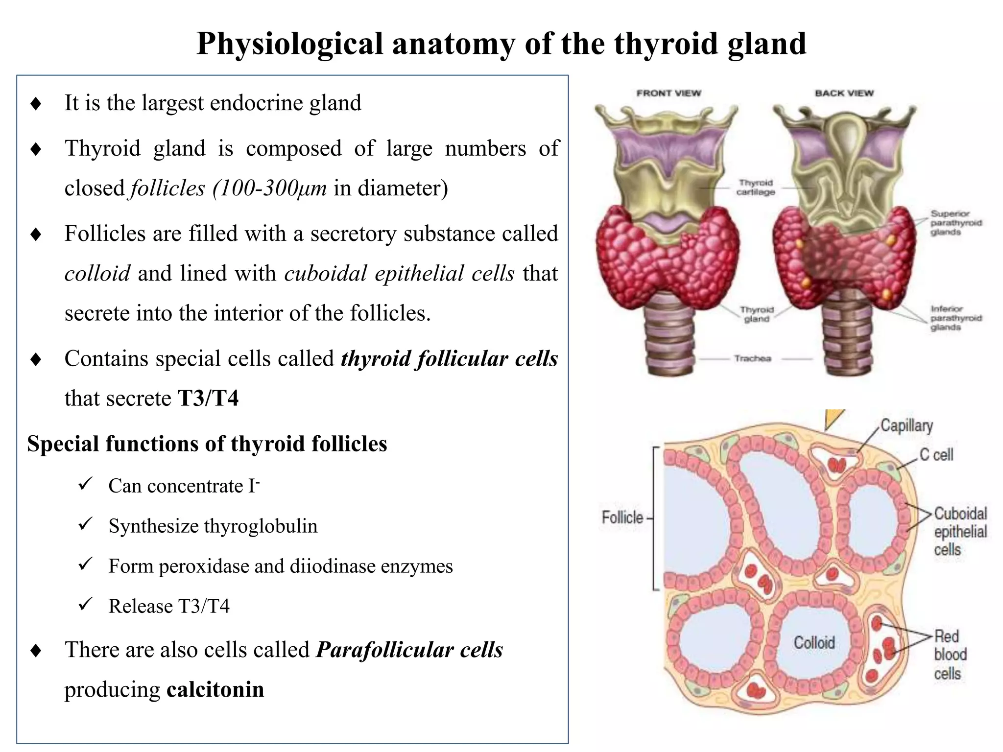 6 Endocrine Physiology Pptx