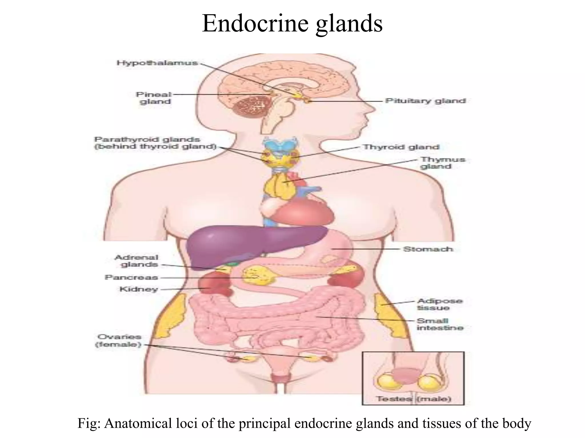 6. Endocrine physiology.pptx