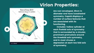 Parvovirus.pdf