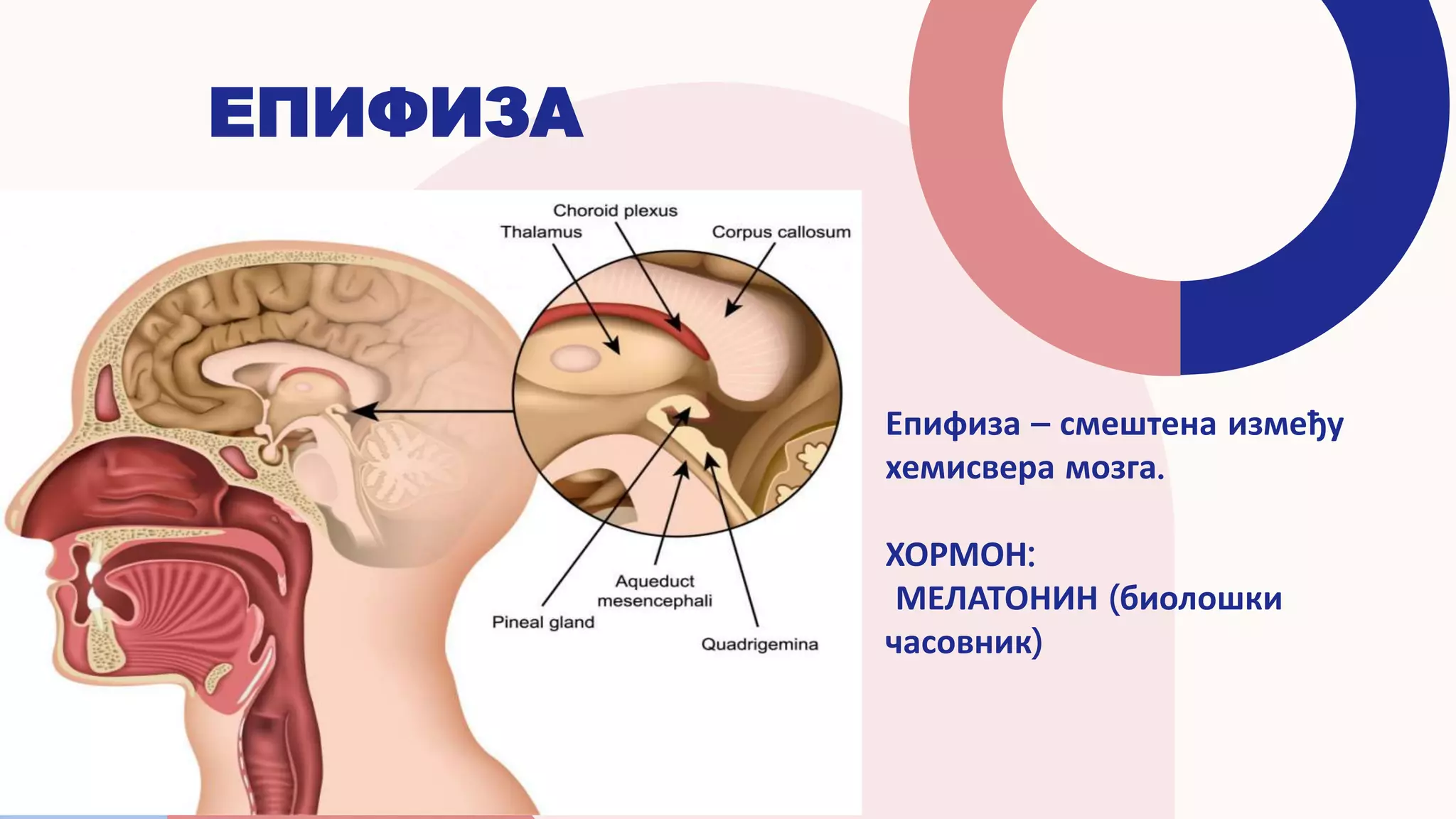 6. ЕНДОКРИНИ СИСТЕМ 8 РАЗРЕД.pptx