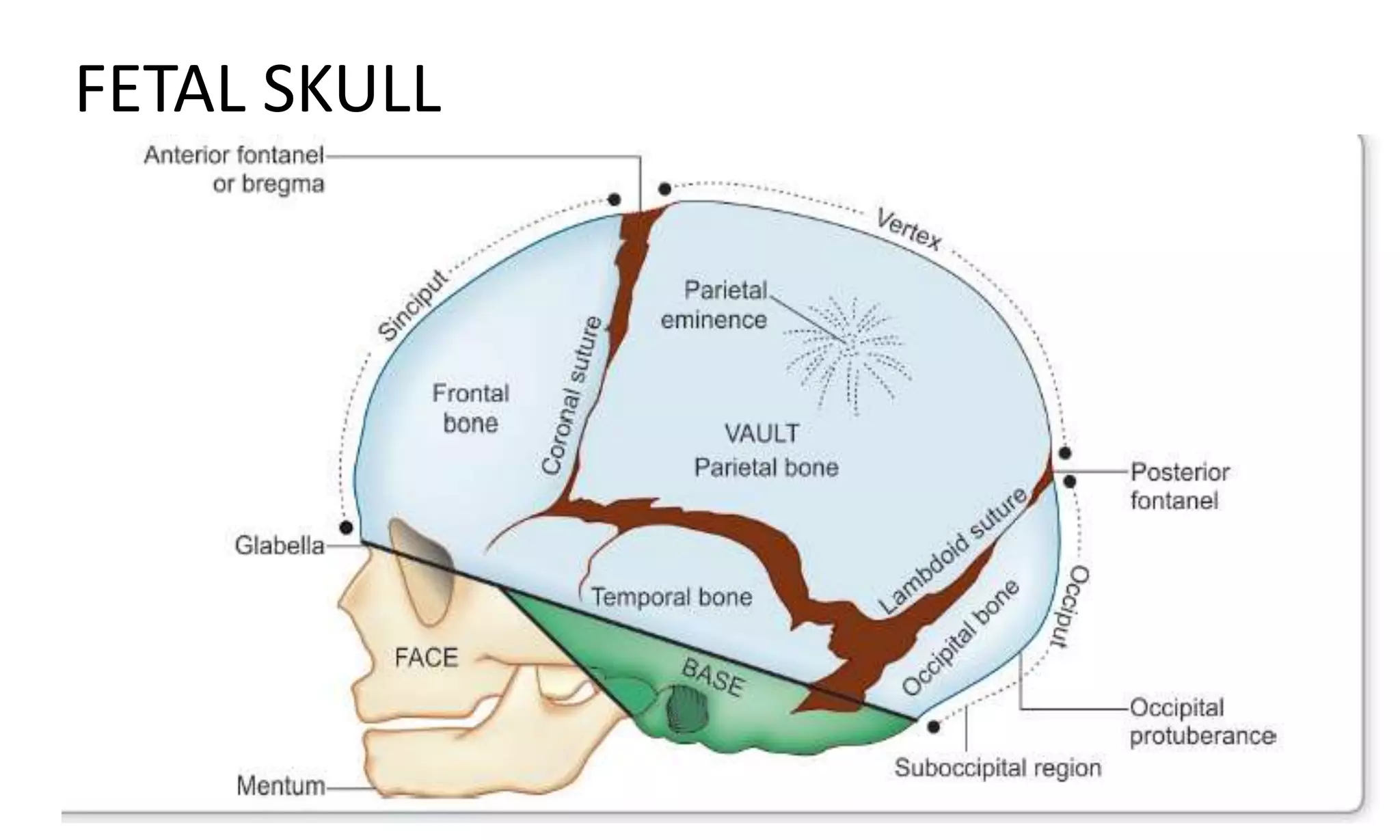 6.FETAL SKULL AND MATERNAL PELVIS FINAL.pptx