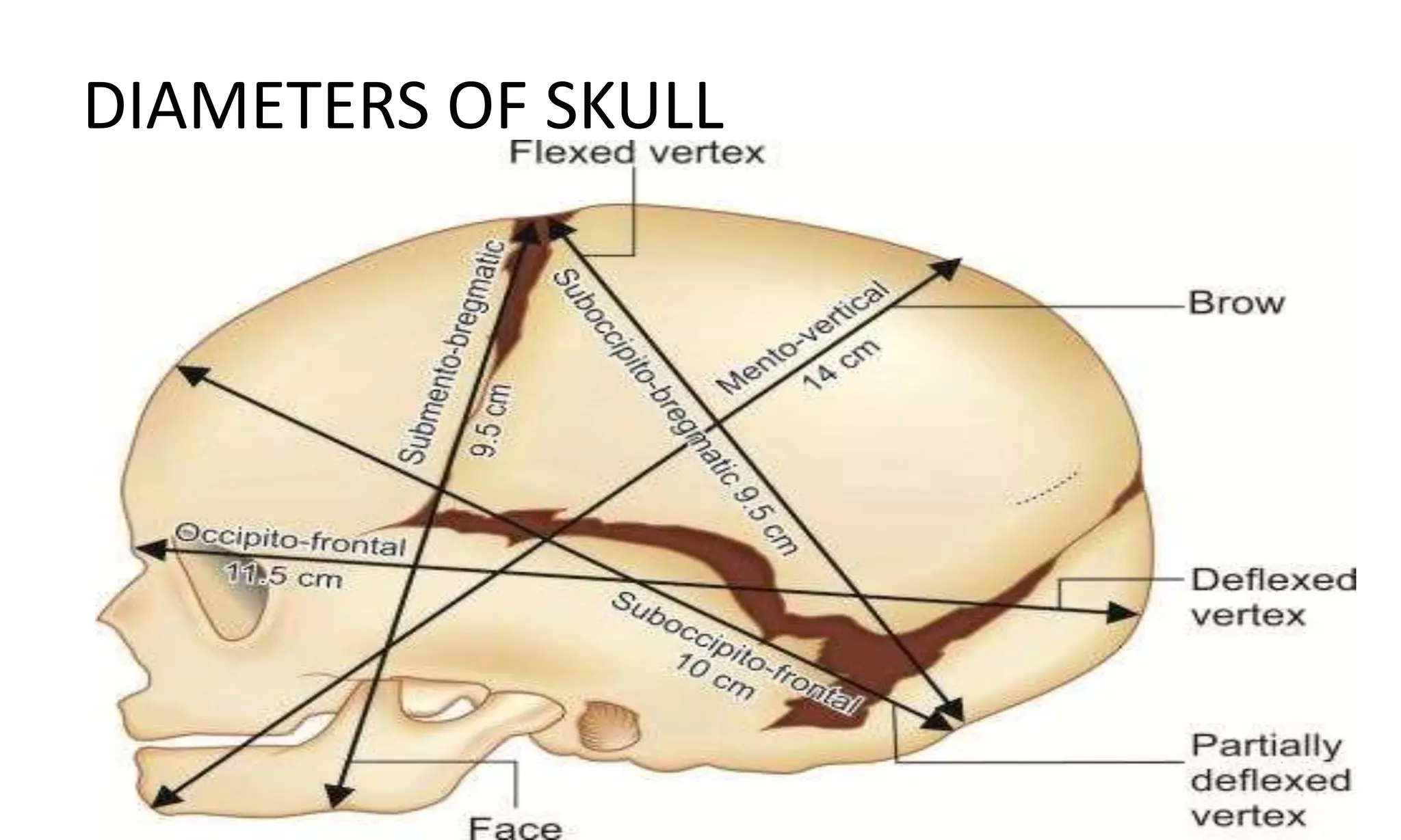 6.FETAL SKULL AND MATERNAL PELVIS FINAL.pptx