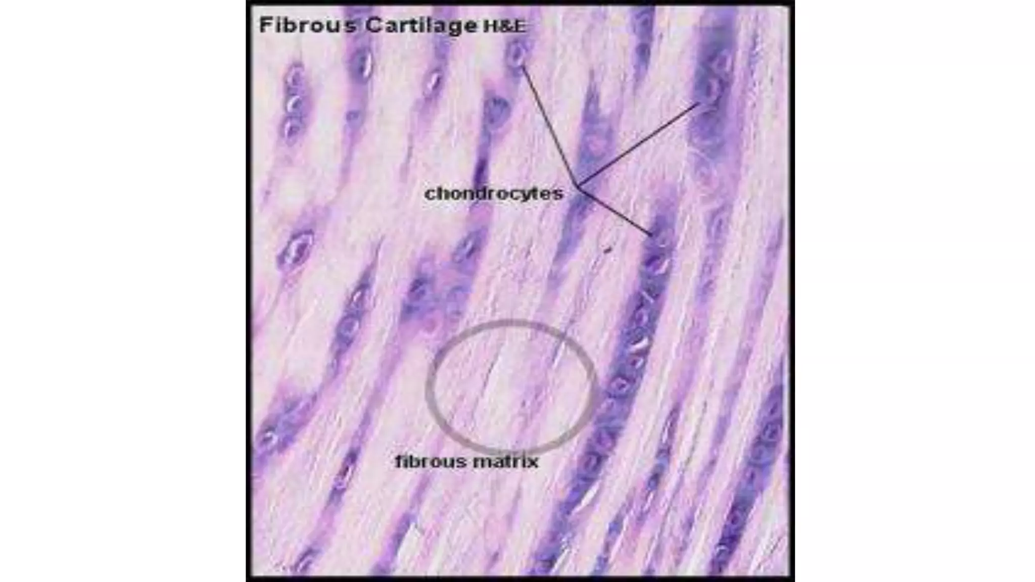 6. SPECIALISED CONNECTIVE TISSUE.pptx