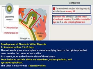 6. Third week of development review (1 part).pptx