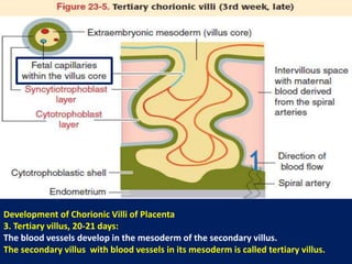 6. Third week of development review (1 part).pptx