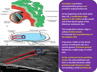 6. Third week of development review (1 part).pptx