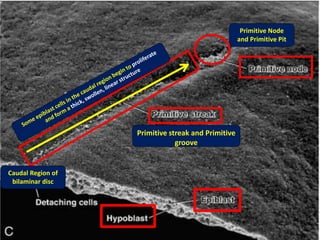 6. Third week of development review (1 part).pptx
