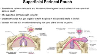6. Perineum.pptx