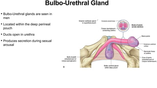 6. Perineum.pptx