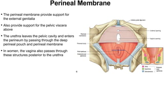 6. Perineum.pptx