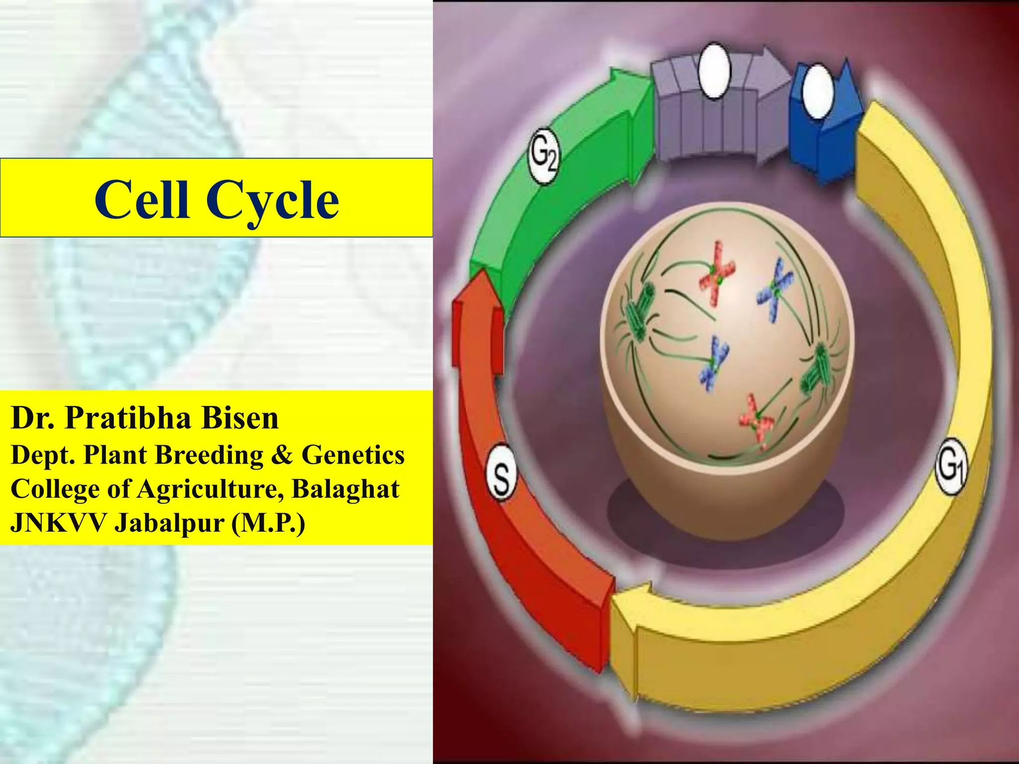 Cell cycle | PDF