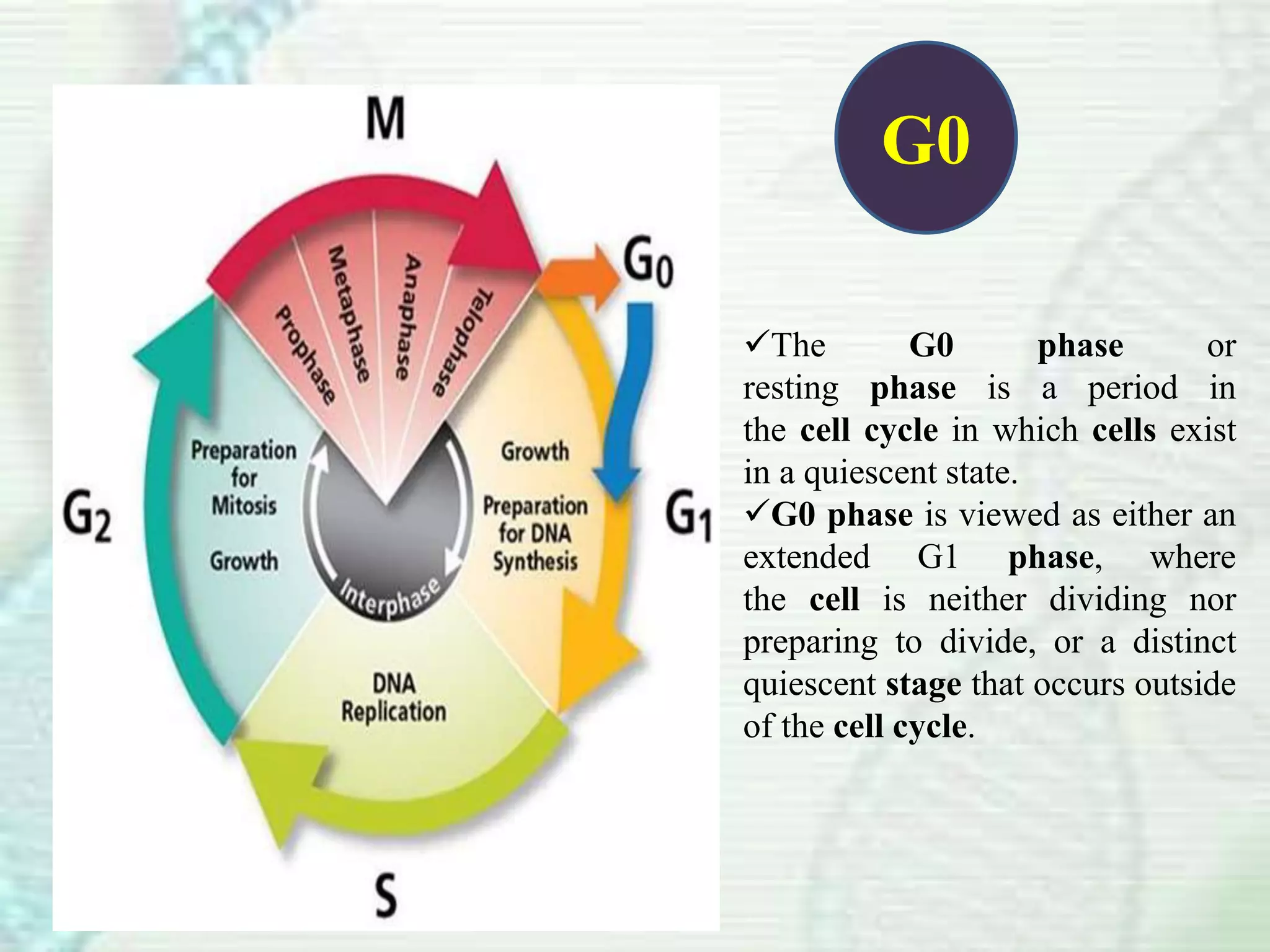 Cell cycle | PDF