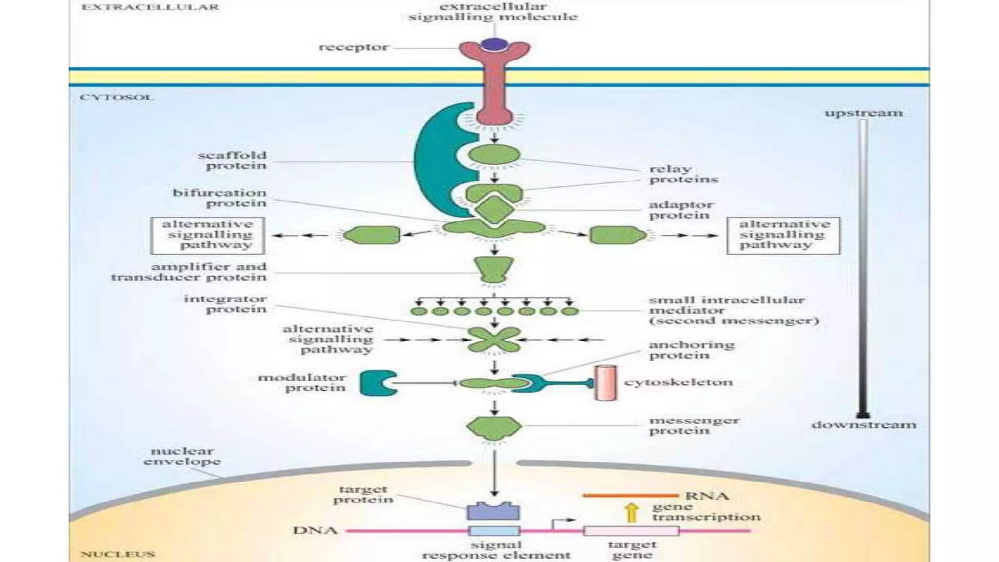 6. Signalling Mechanisms.pptx | Biological Sciences | Science
