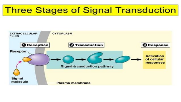 6. Signalling Mechanisms.pptx | Biological Sciences | Science