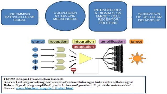 6. Signalling Mechanisms.pptx | Biological Sciences | Science