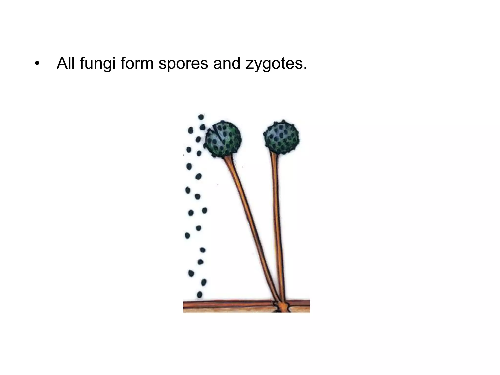 biodiversity_of_fungi.ppt