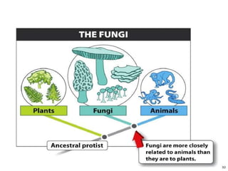 biodiversity_of_fungi.ppt