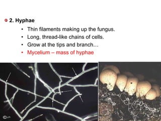biodiversity_of_fungi.ppt