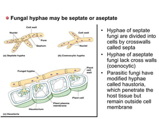biodiversity_of_fungi.ppt
