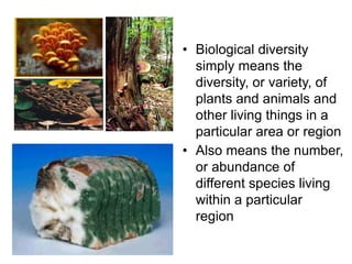 biodiversity_of_fungi.ppt