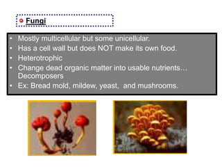 biodiversity_of_fungi.ppt
