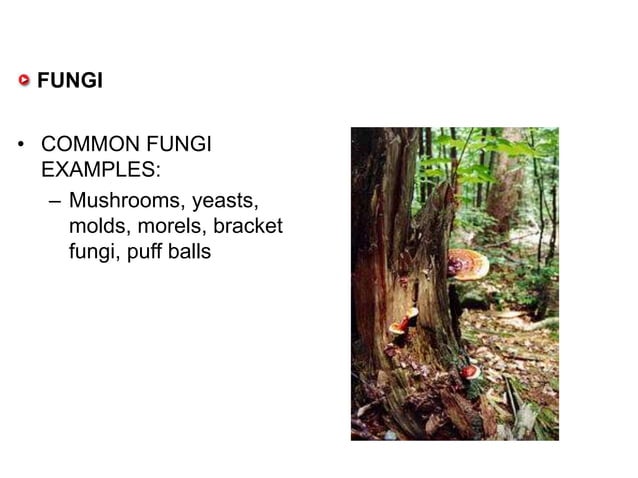biodiversity_of_fungi.ppt