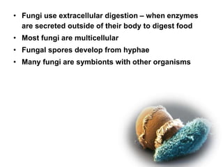 biodiversity_of_fungi.ppt