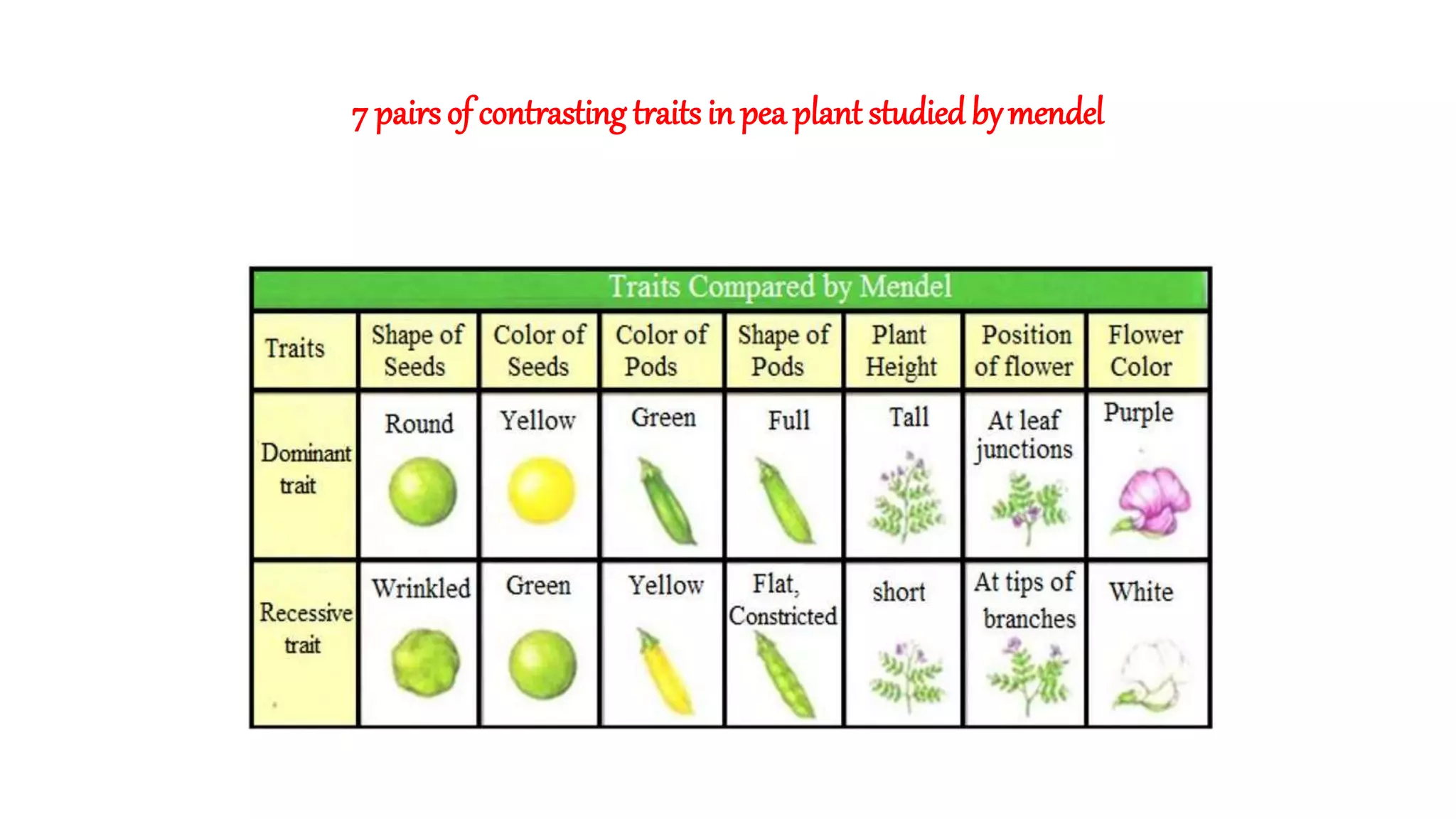 6.7.23 XII B1 - PRINCIPLES OF INHERITANCE PPT 1.pptx