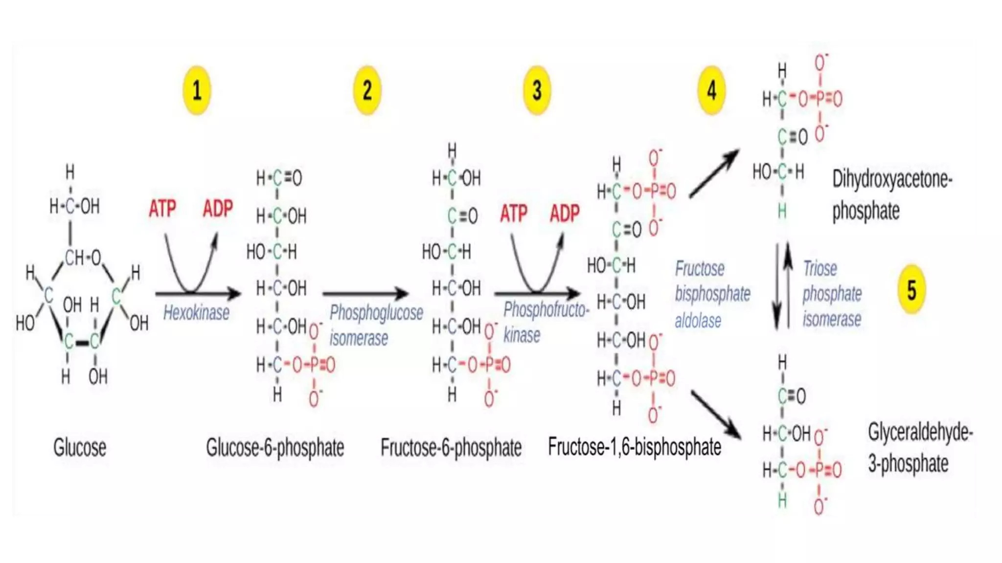 6. Glycolysis (Biochemistry) | PPTX