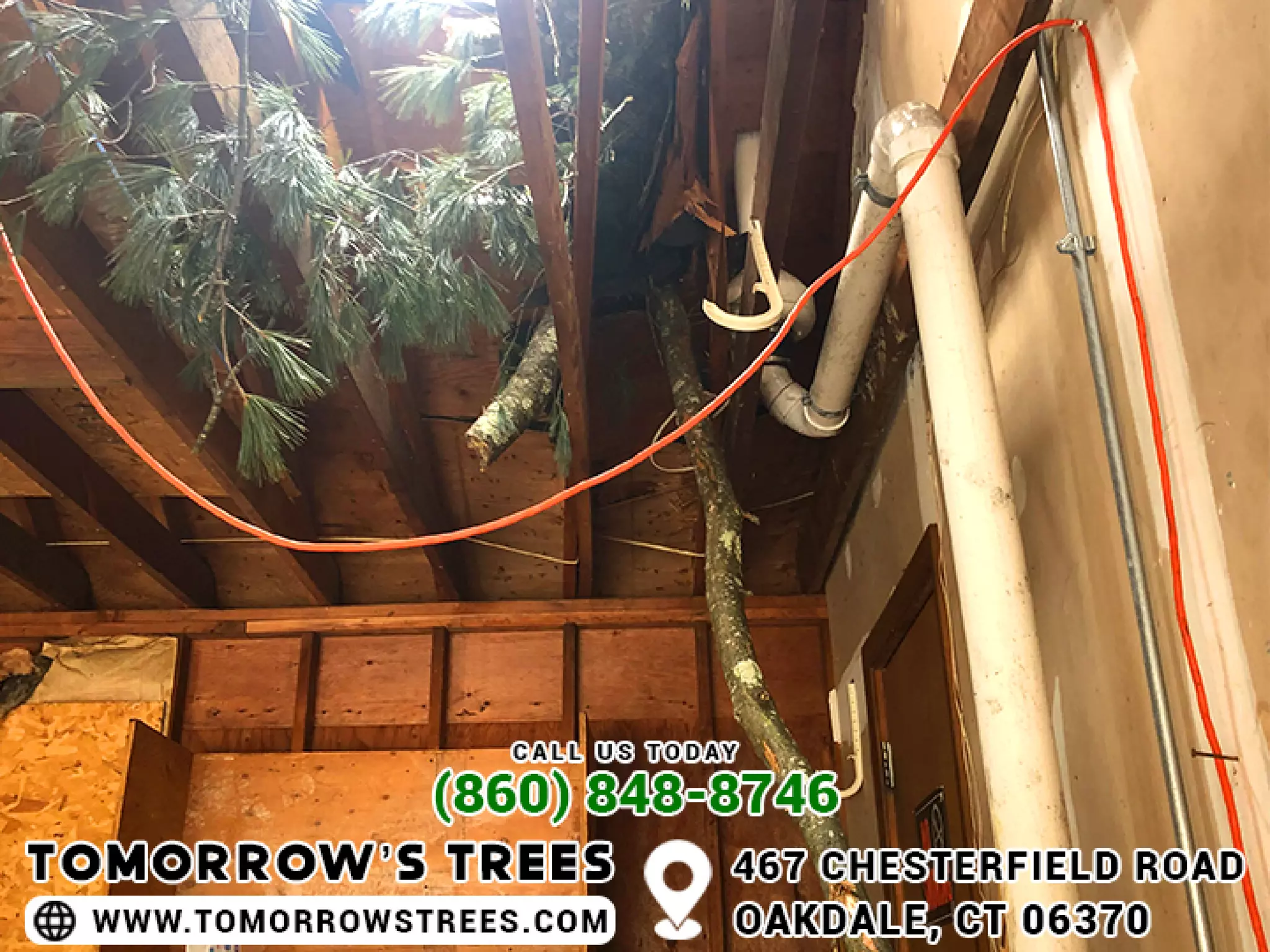 Precision Tree Pruning in Groton, CT | Expert Tree Care Services | PPT