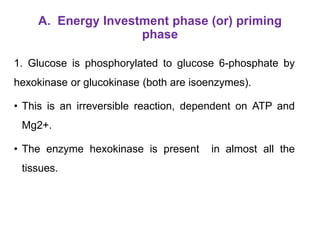 Metabolism of Carbohydrate - Part-II.pptx