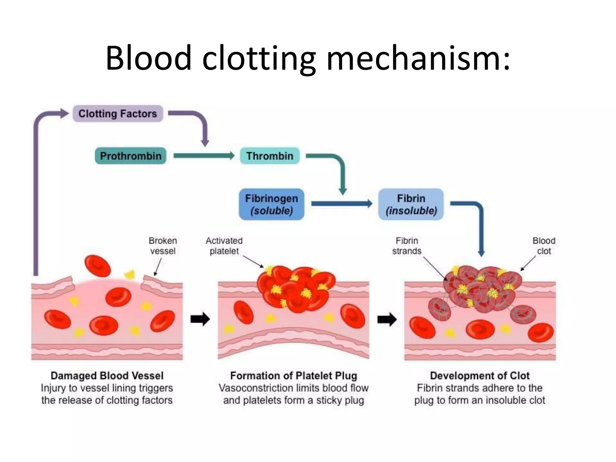 6. BLOOD CLOTTING MECHANISM.pptx