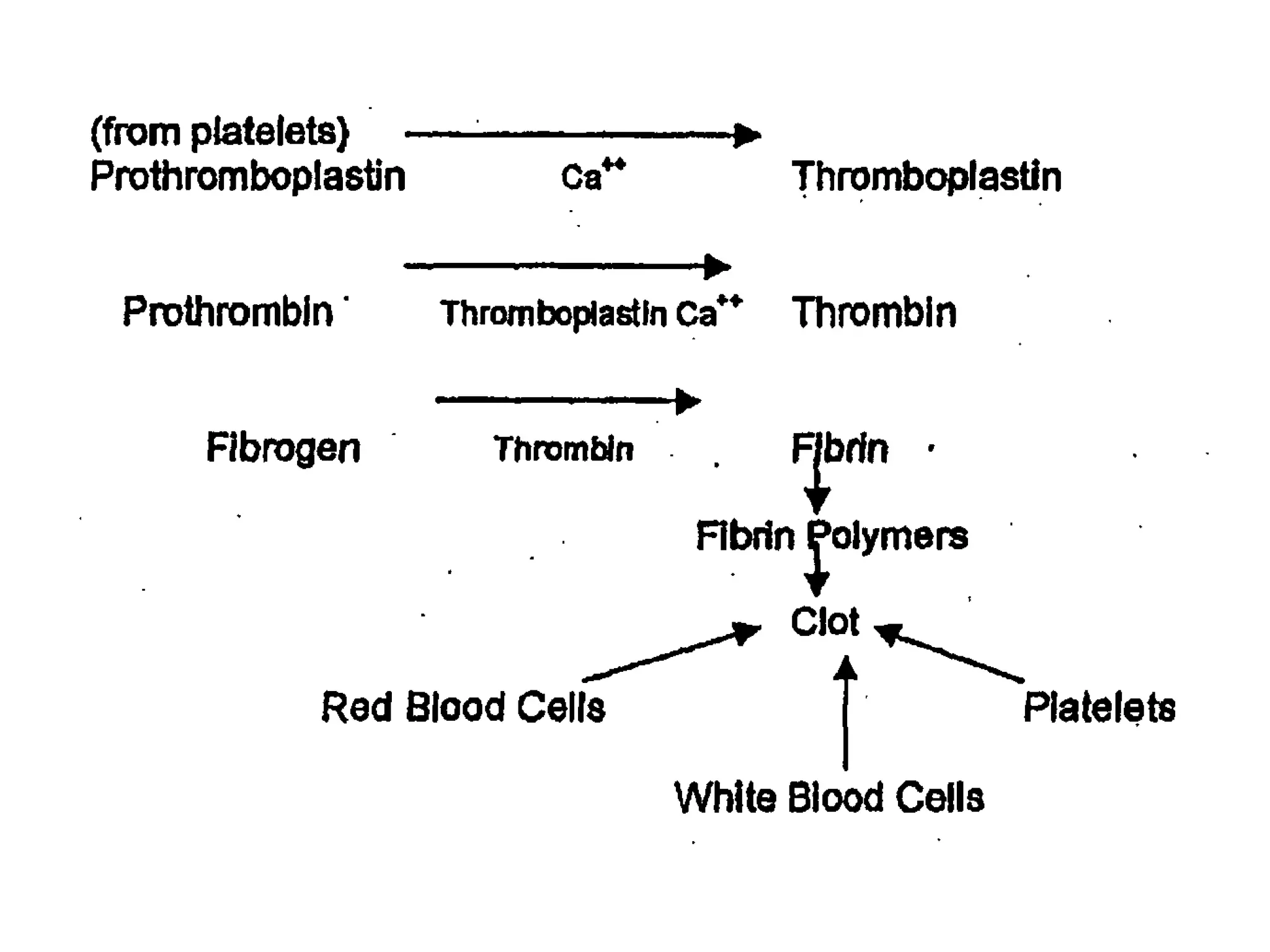 6. BLOOD CLOTTING MECHANISM.pptx