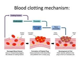 6. BLOOD CLOTTING MECHANISM.pptx