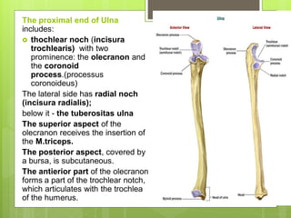6.Upper limbs.pdf