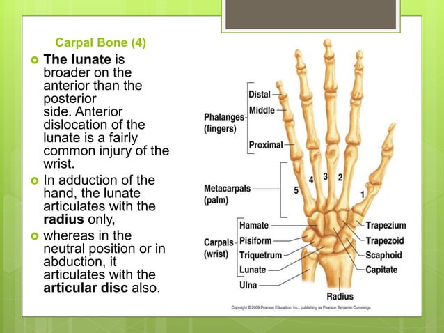 6.Upper limbs.pdf