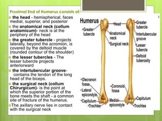 6.Upper limbs.pdf