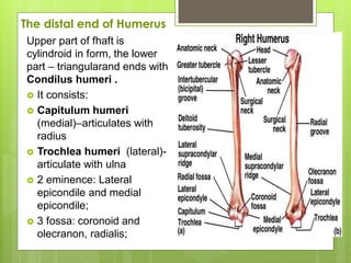 6.Upper limbs.pdf