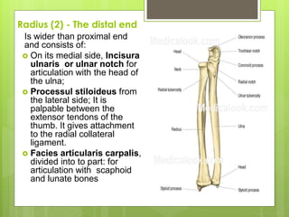6.Upper limbs.pdf