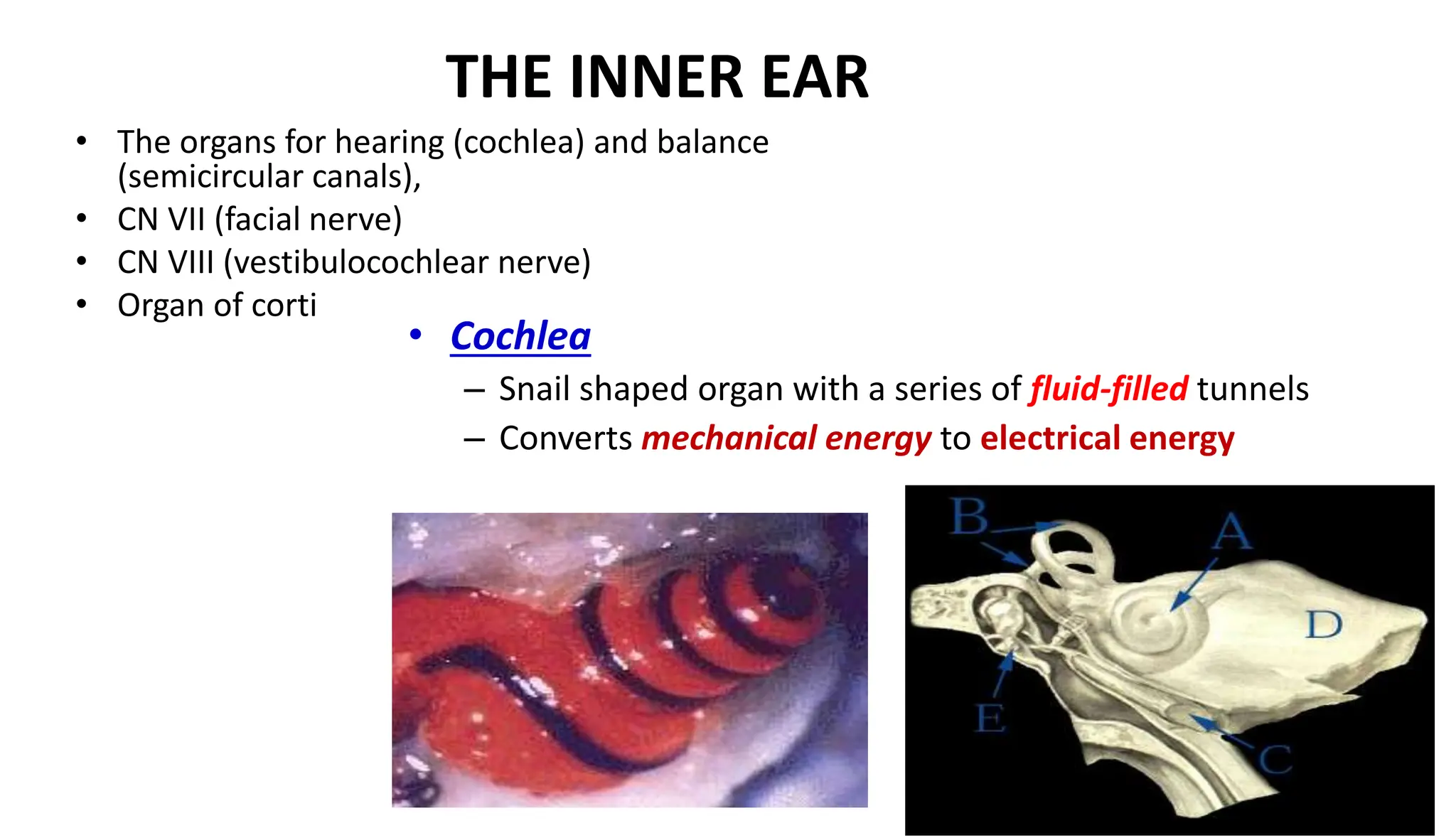 Ear Disorders.pptx