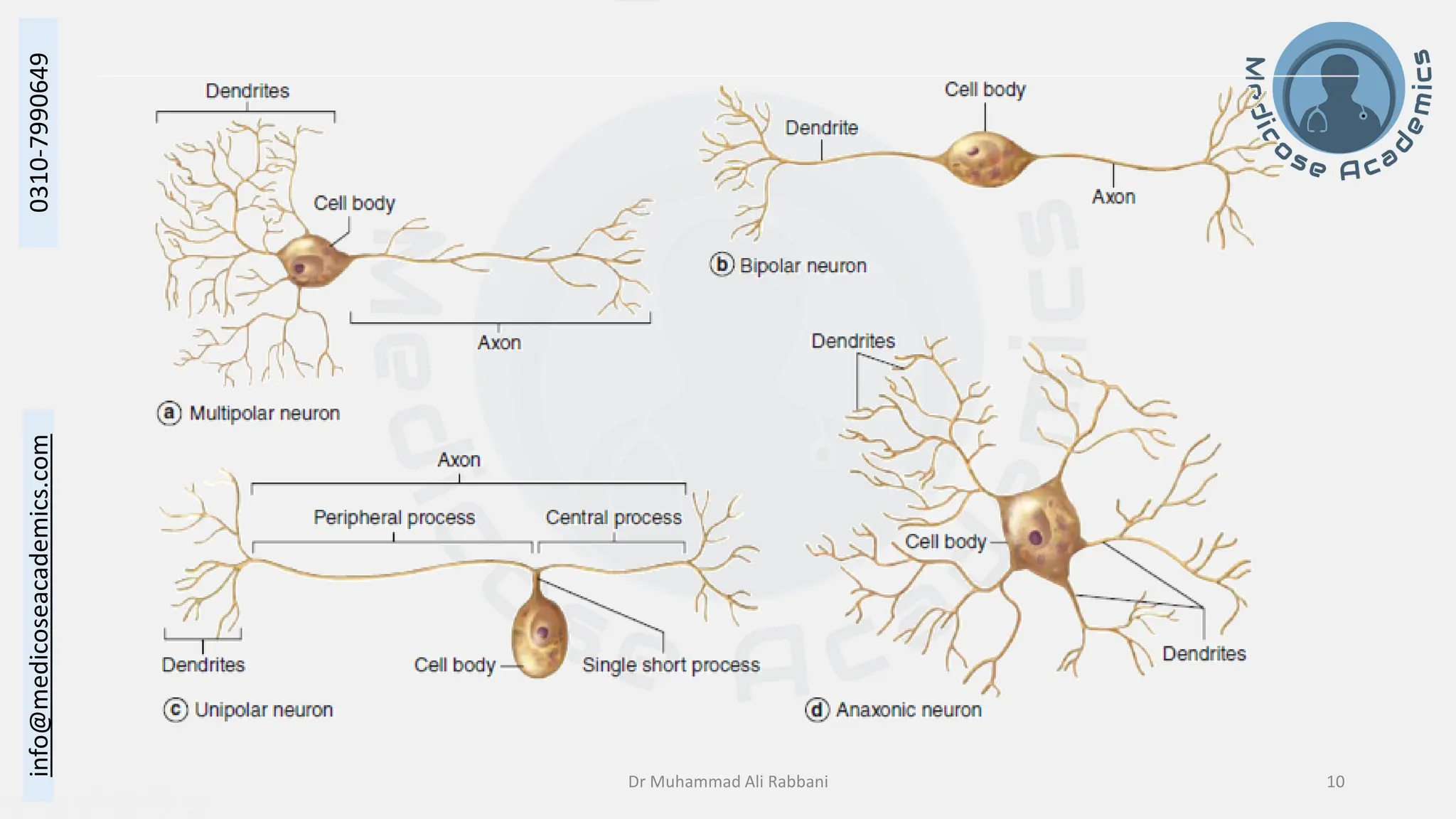 General Anatomy of Nervous System - Dr Muhammad Ali Rabbani | PDF