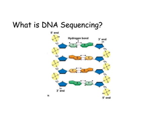 DNA steps | PPT