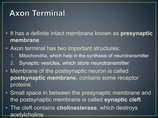 Synapse , physiology of synapses in very easy way | PPTX