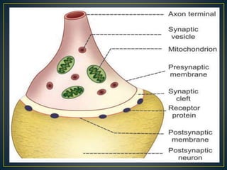Synapse , physiology of synapses in very easy way | PPTX