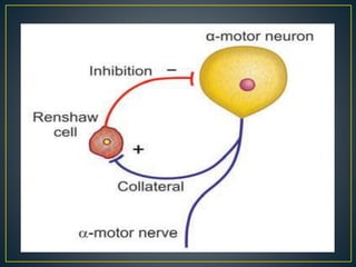 Synapse , physiology of synapses in very easy way | PPTX