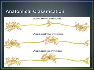 Synapse , physiology of synapses in very easy way | PPTX